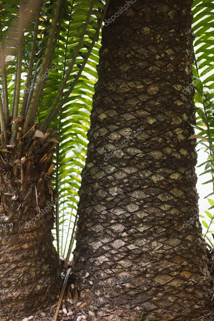 A detailed close-up of the textured trunk of a cycad plant in the Royal ...