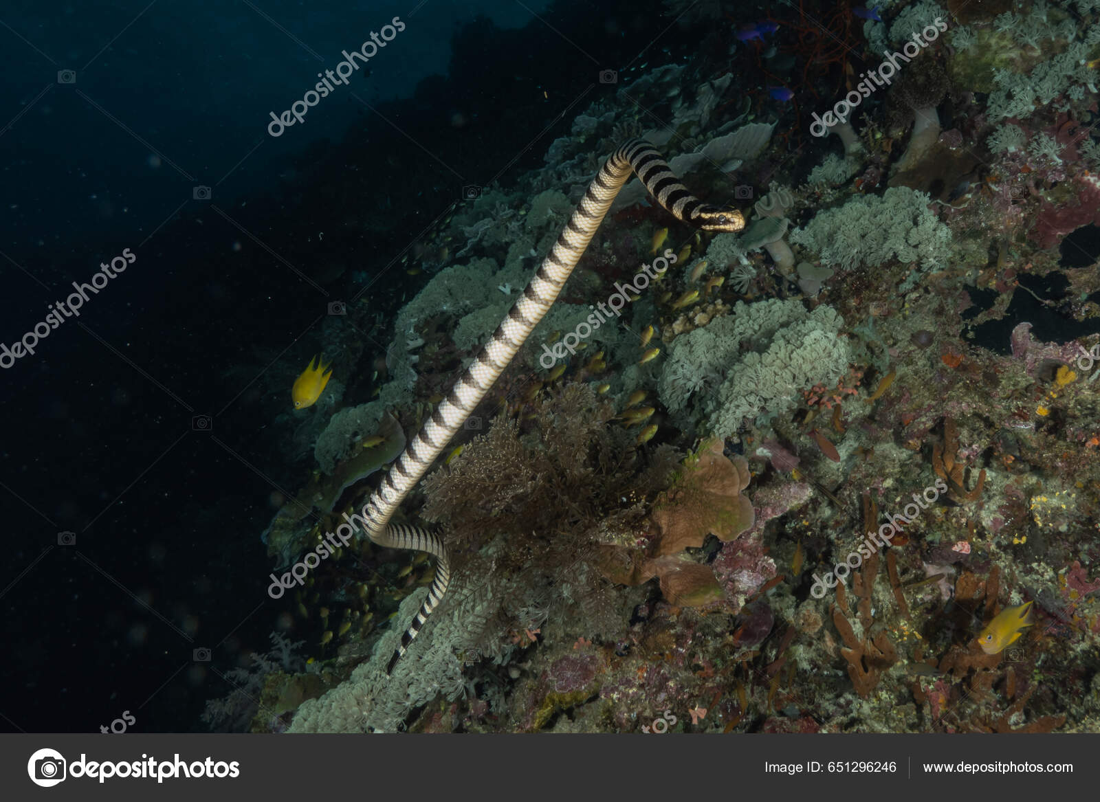 Belut Ular Bertulang Myrichthys Colubrinus Laut Merah Eilat Israel ...