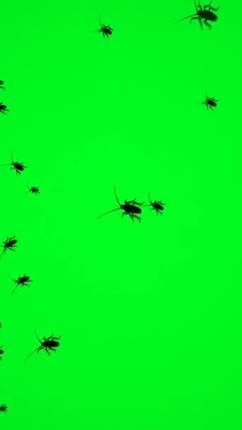 40 Bugs green screen Stock Videos, 4K & HD Footage | Depositphotos