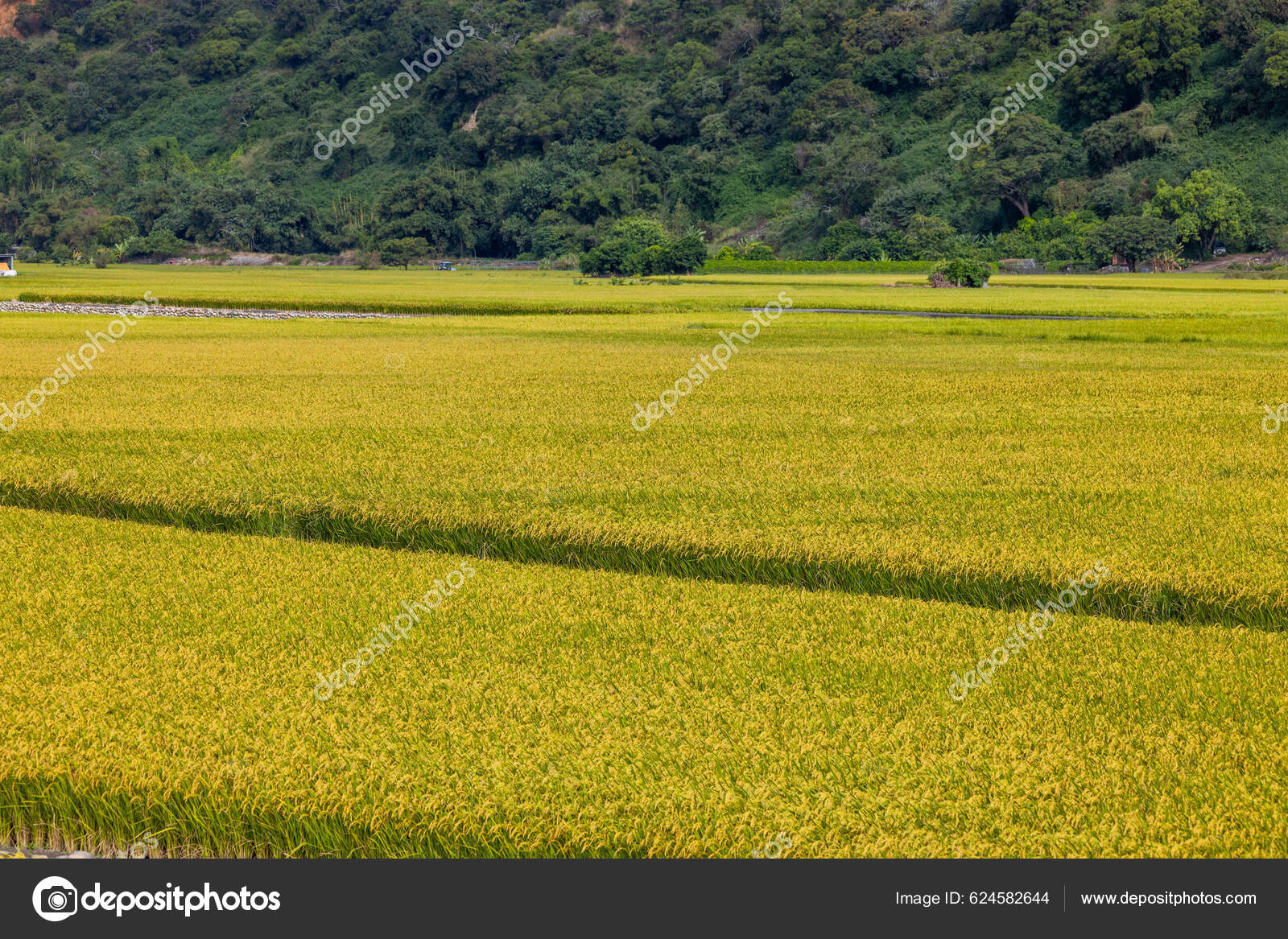 Taiwan Taichung Waipu Paddy Rice Field — Stock Photo © leungchopan ...
