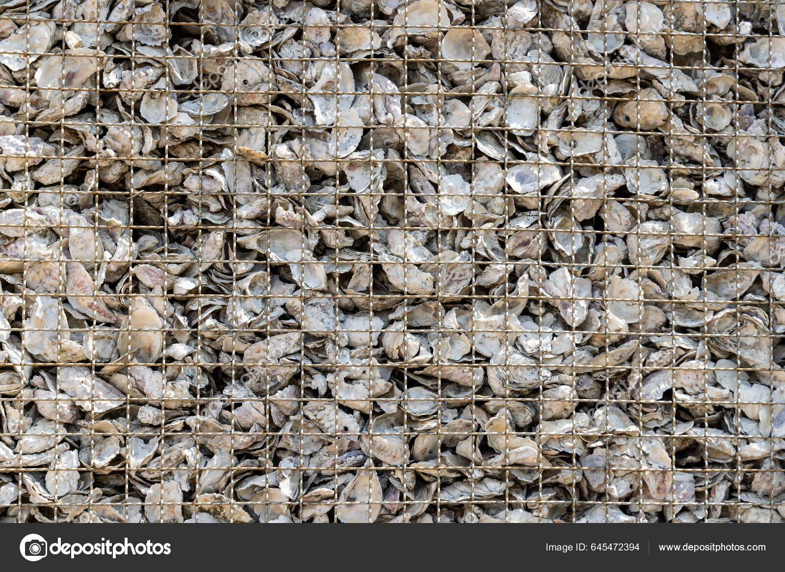 Oyster Shell Texture