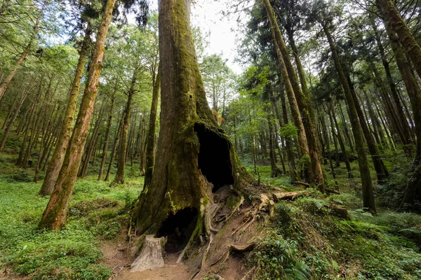 Alishan forest recreation park Stock Photos, Royalty Free Alishan ...