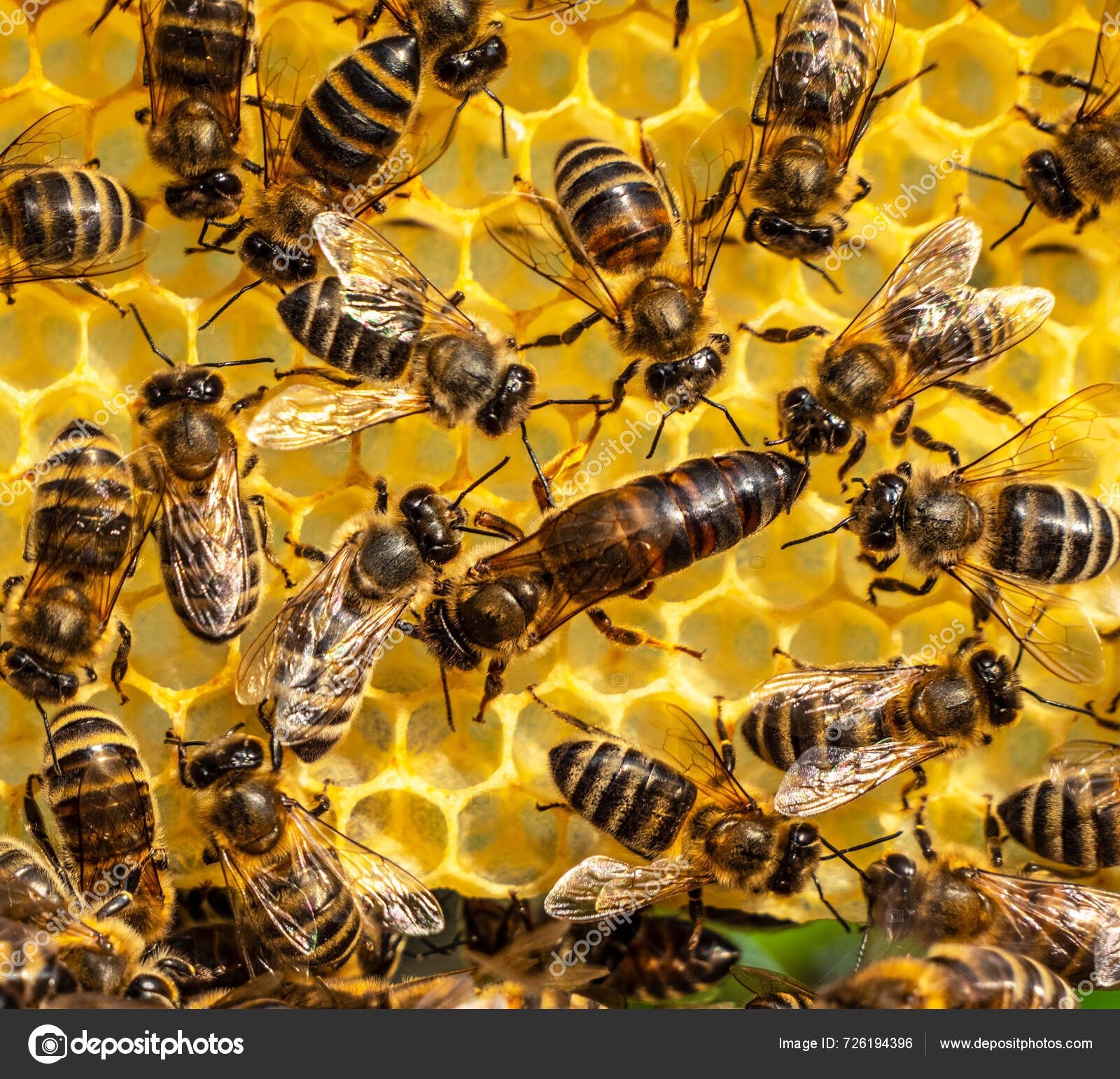 Abeja Reina Joven Rodeada Abejas Abeja Reina Señora Colonia Las — Foto ...