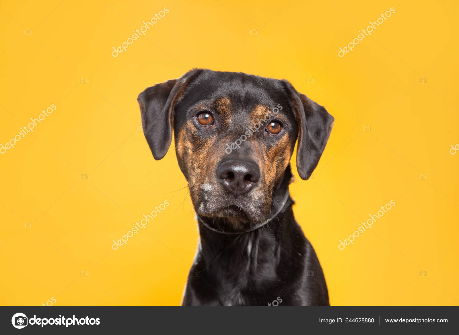 Rhodesian Ridgeback Rottweiler Mix Puppies