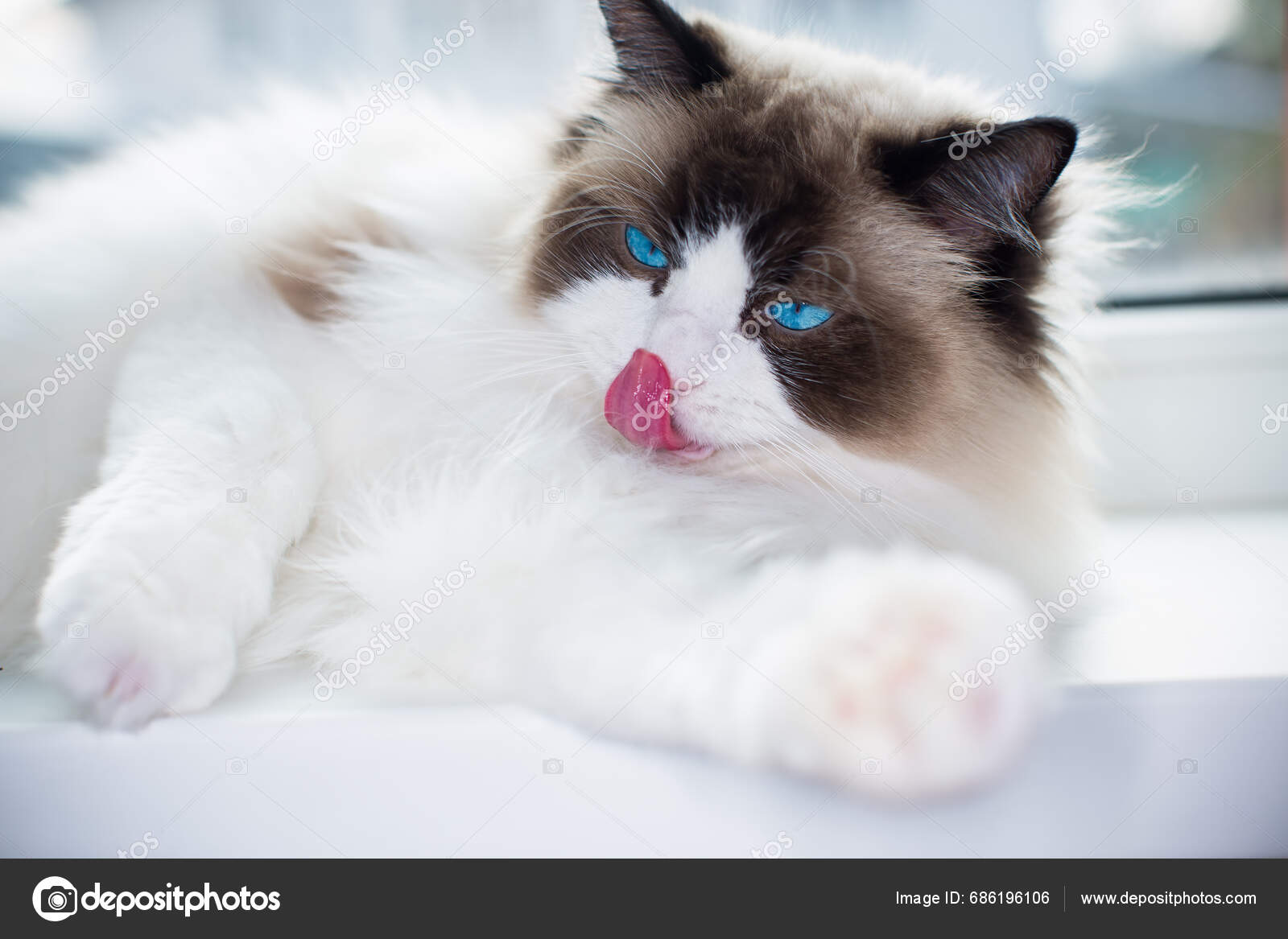 Beautiful Young White Purebred Ragdoll Cat Blue Eyes Home — Stock Photo ...