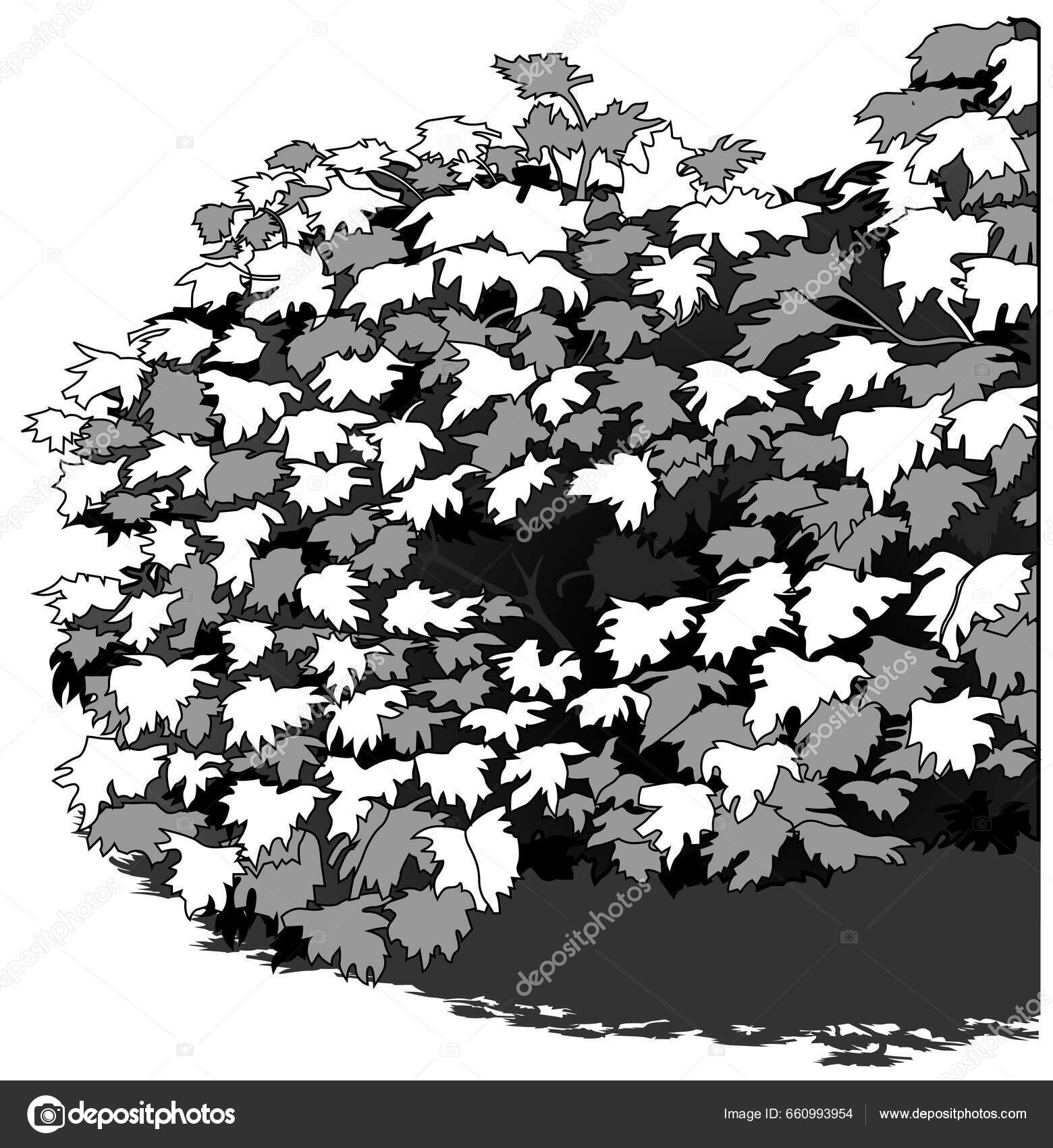 Drawing Dense Deciduous Shrub Cartoon Illustration Isolated White ...