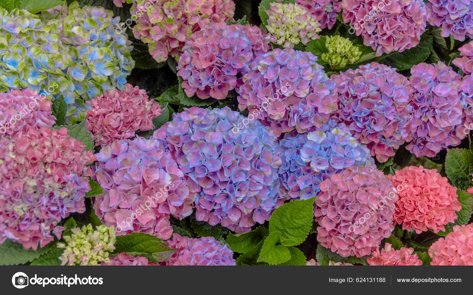 Pink Blue Hydrangea Background Flowers Green Leaves — Stock Photo ...