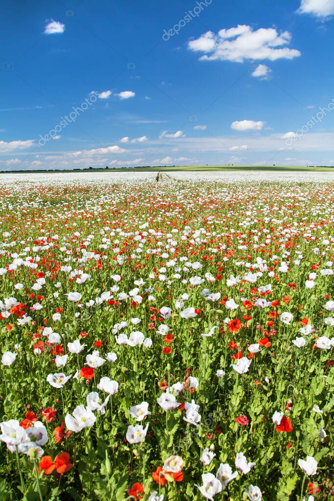 Campo de amapola de opio de floración blanca en papaver somniferum ...