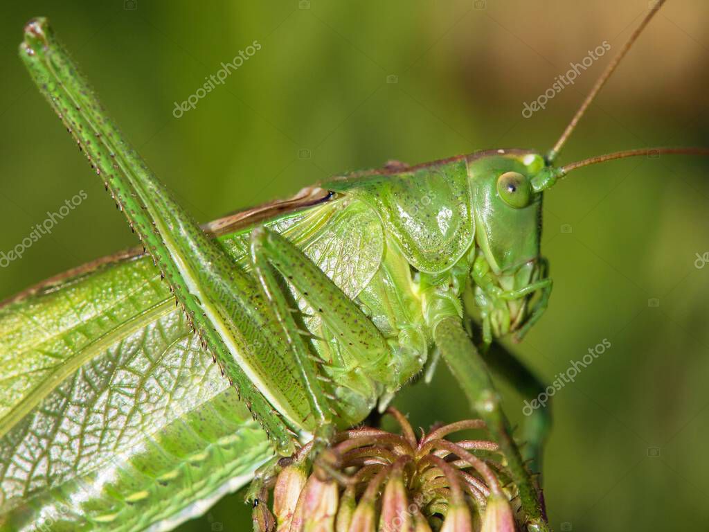 Grasshopper verde, gran grillo verde, en latín Tettigonia viridissima 2024