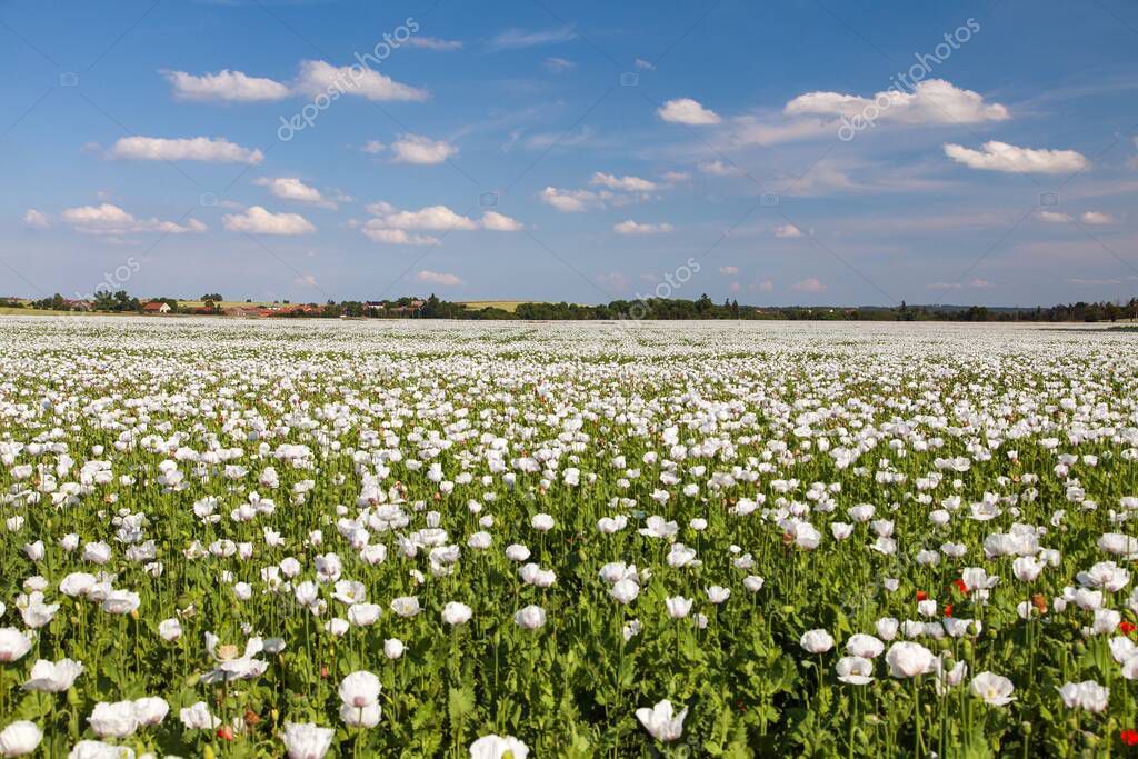 campo de amapola de opio con flores en latín papaver somniferum y ...