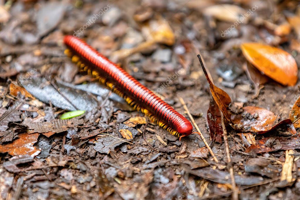 Malagasy fire millipede, endemic insect genus Aphistogoniulus ...