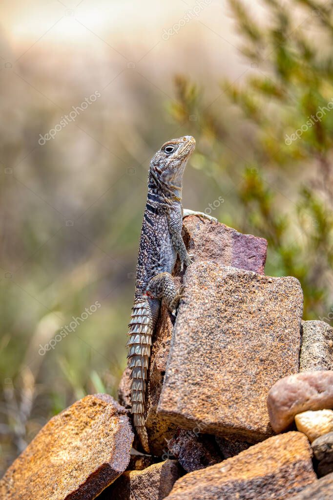 Oplurus cyclurus es una especie de lagarto de la familia Opluridae ...