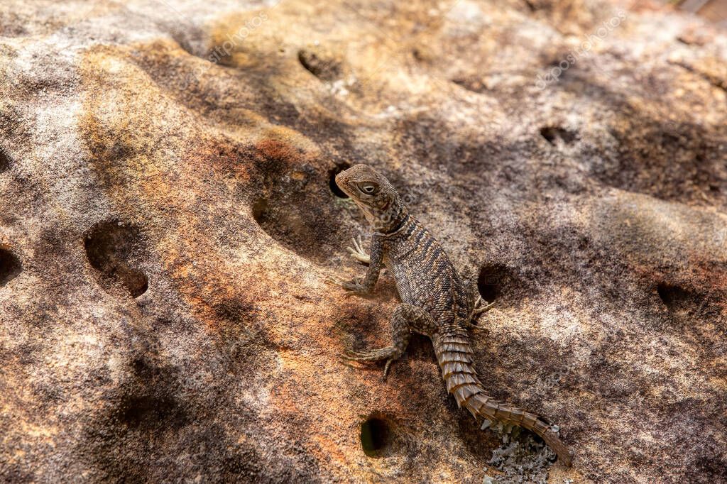 Oplurus cyclurus es una especie de lagarto de la familia Opluridae ...