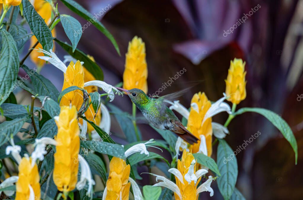 Colibrí de cola rufa (Amazilia tzacatl), colibrí de tamaño mediano en ...