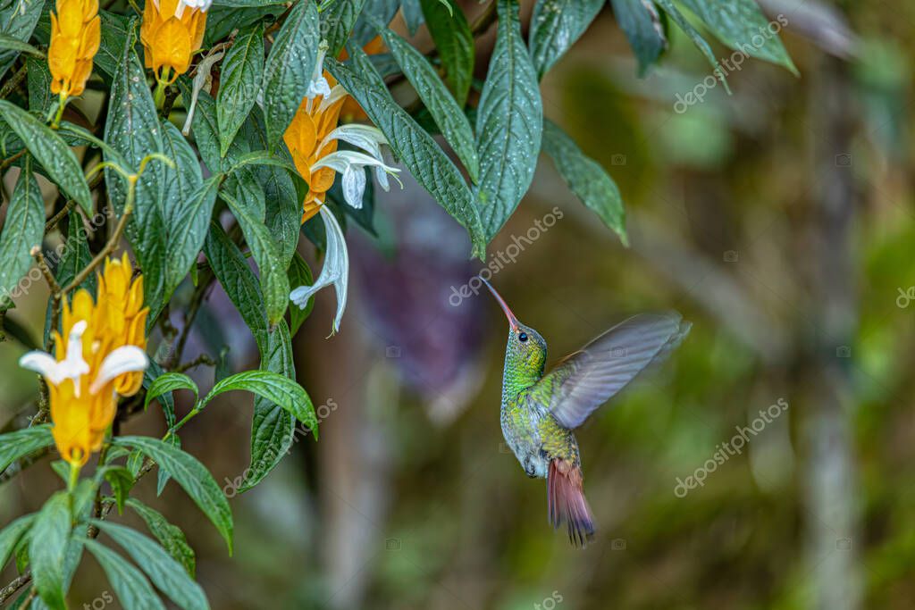 Colibrí de cola rufa (Amazilia tzacatl), colibrí de tamaño mediano en ...
