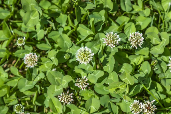 Clover varieties Stock Photos, Royalty Free Clover varieties Images ...
