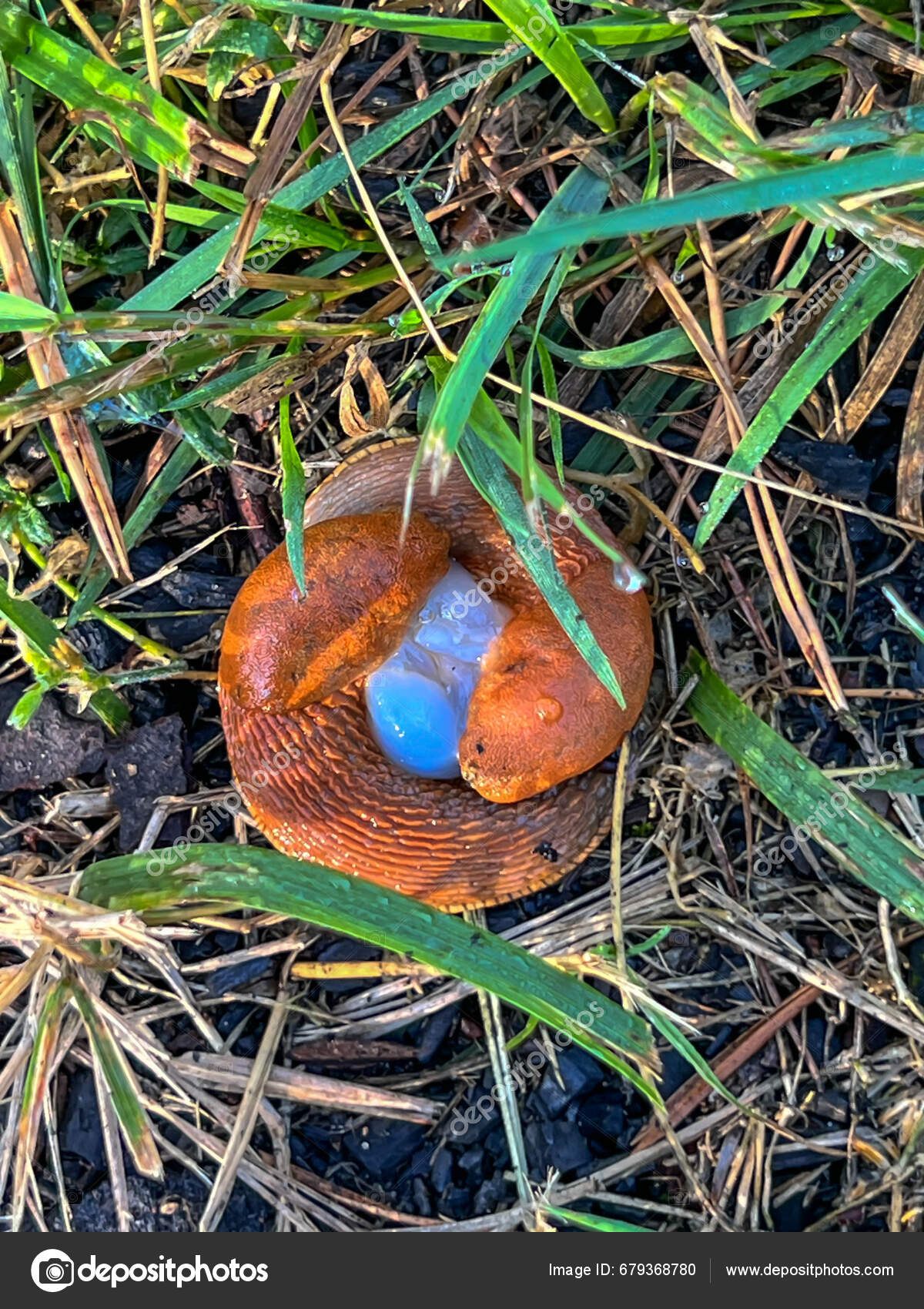 Two Shellless Snails Close Together Connected Mucus Stock Photo by ...
