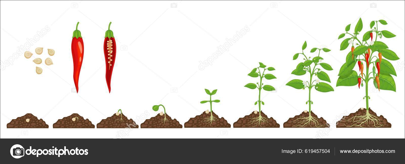 Chili Pepper Growth Stage Seed Germination Steps Soil Hot Chilli Stock ...