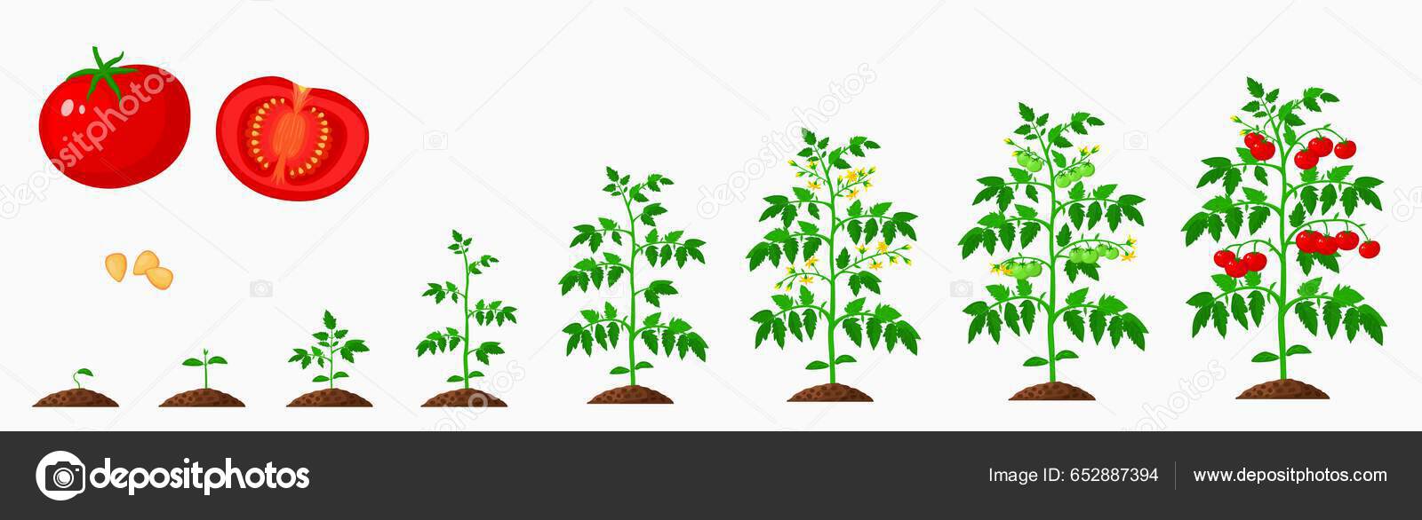 Desenho De Planta De Tomate Com Raizes