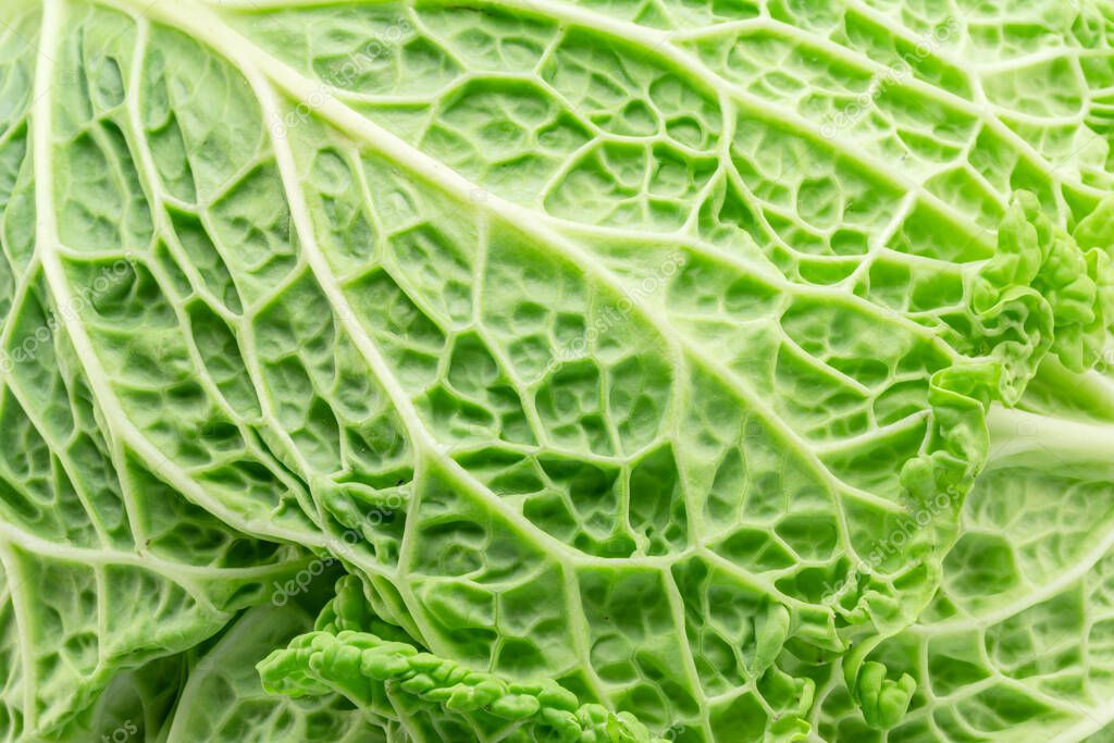 Textura del primer plano de la hoja de col de col de col verde fresca. 2023