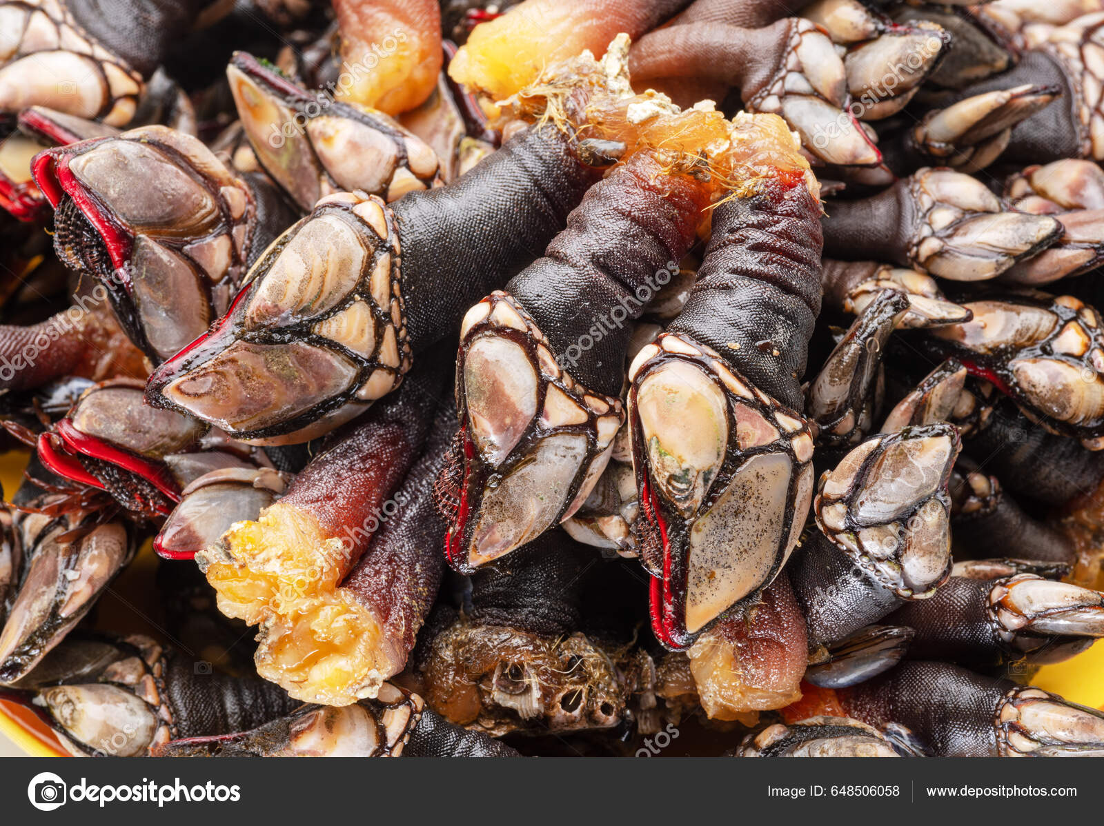 Goose Barnacles Food