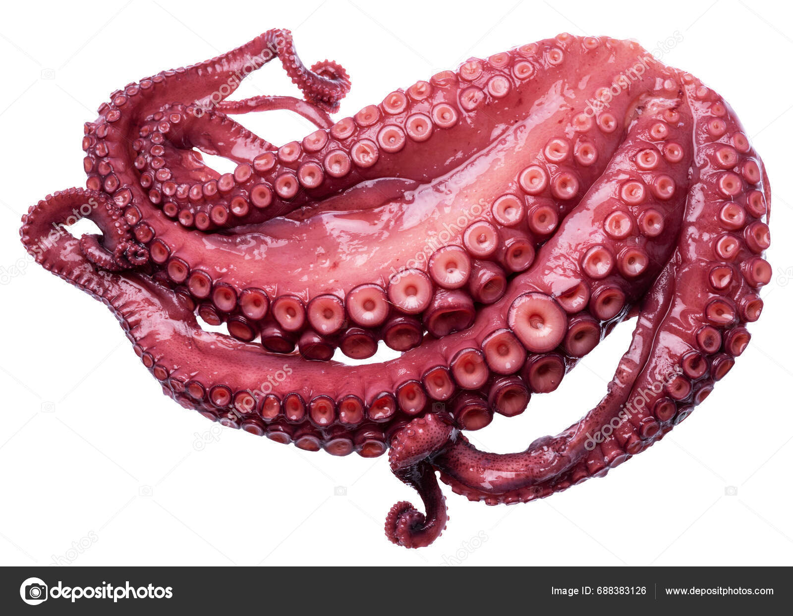 Prepared Octopus White Background Delicacy Food File Contains Clipping ...