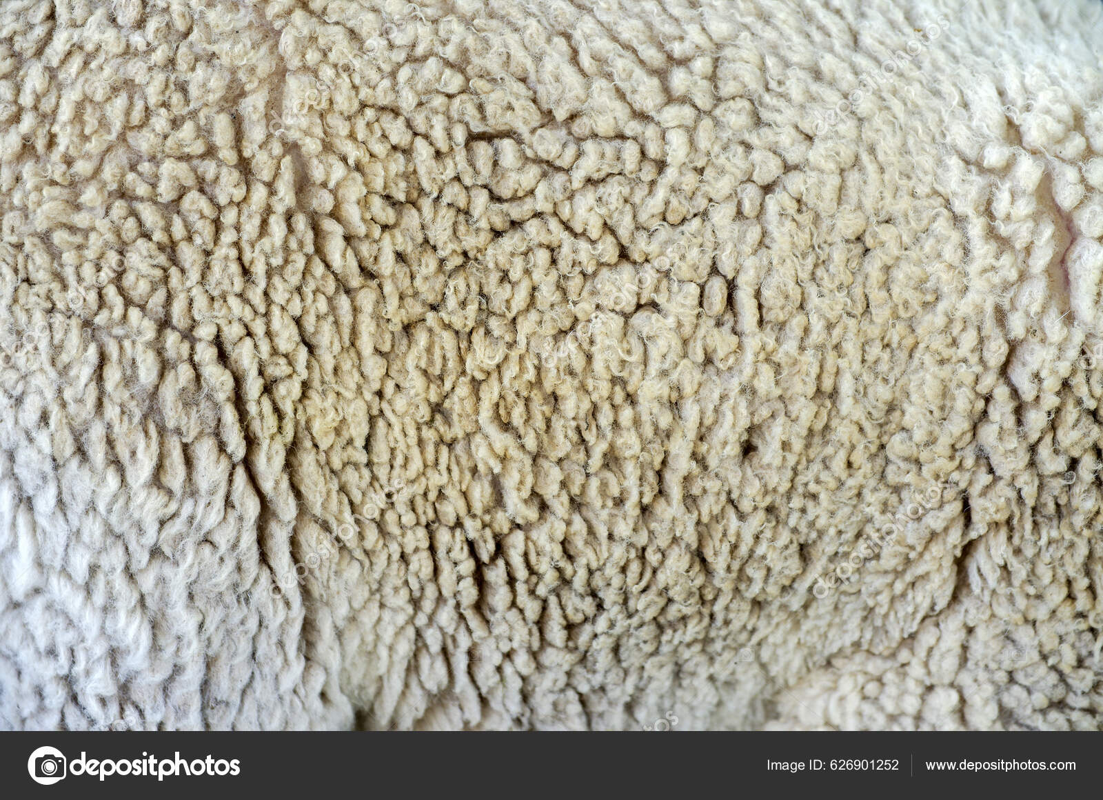 Close Texture Warm Fur Sheep Wool Skin — Stock Photo © marisha5 #626901252