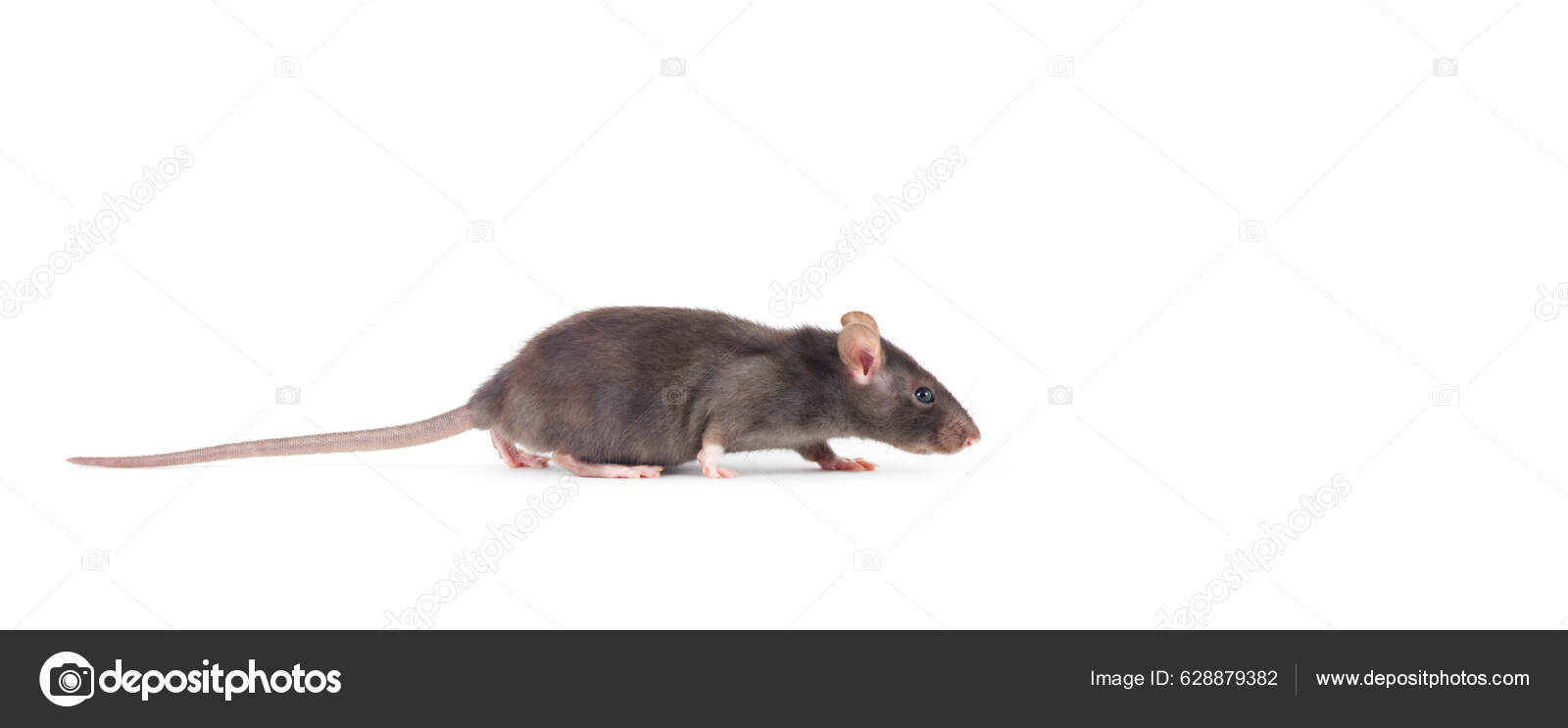 Rata Primer Plano Aislado Sobre Fondo Blanco: fotografía de stock ...