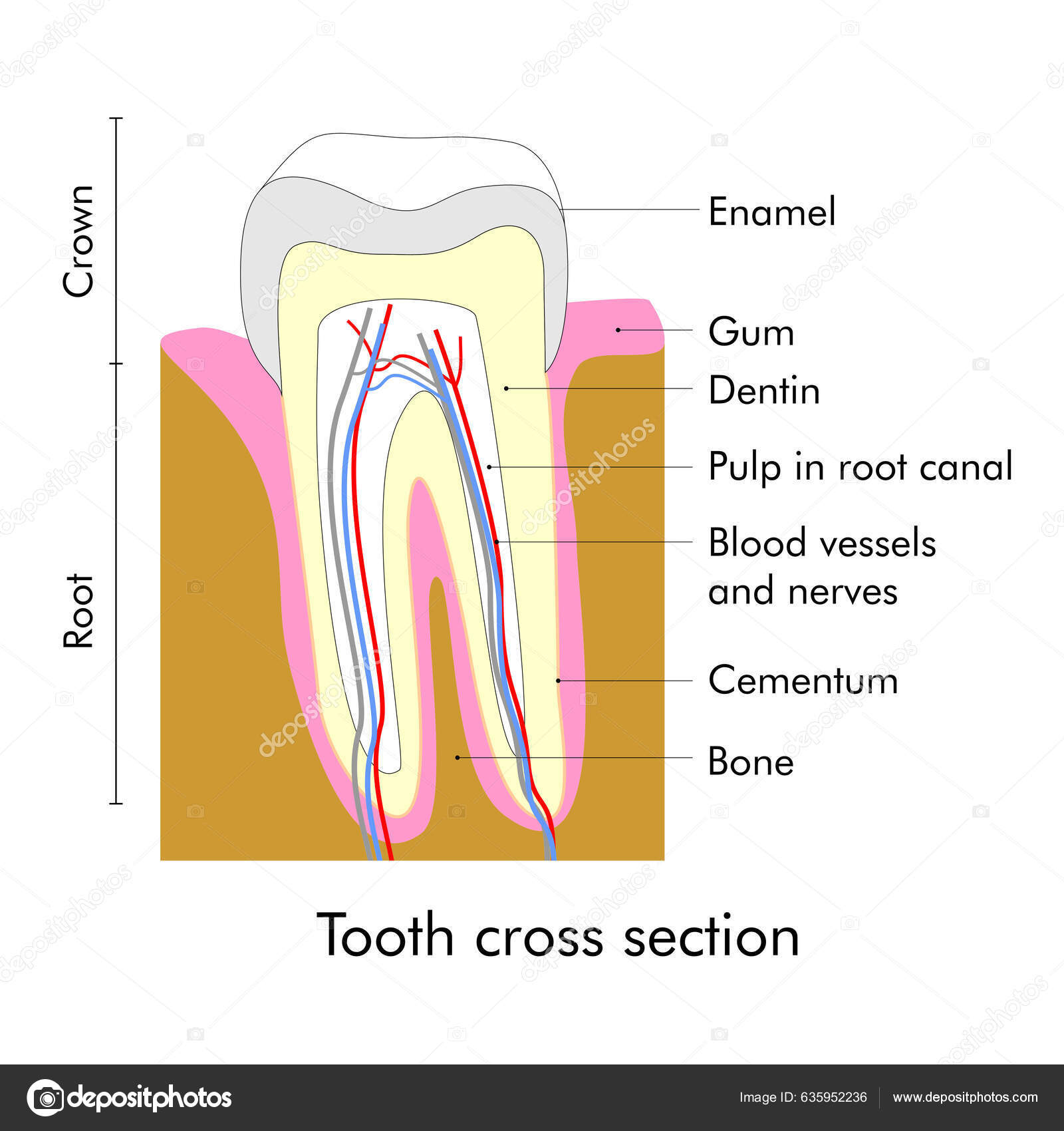 Image vectorielle Tooth Cross Section Illustration Showing Teeth Anatomy par ©claudiodivizia ...