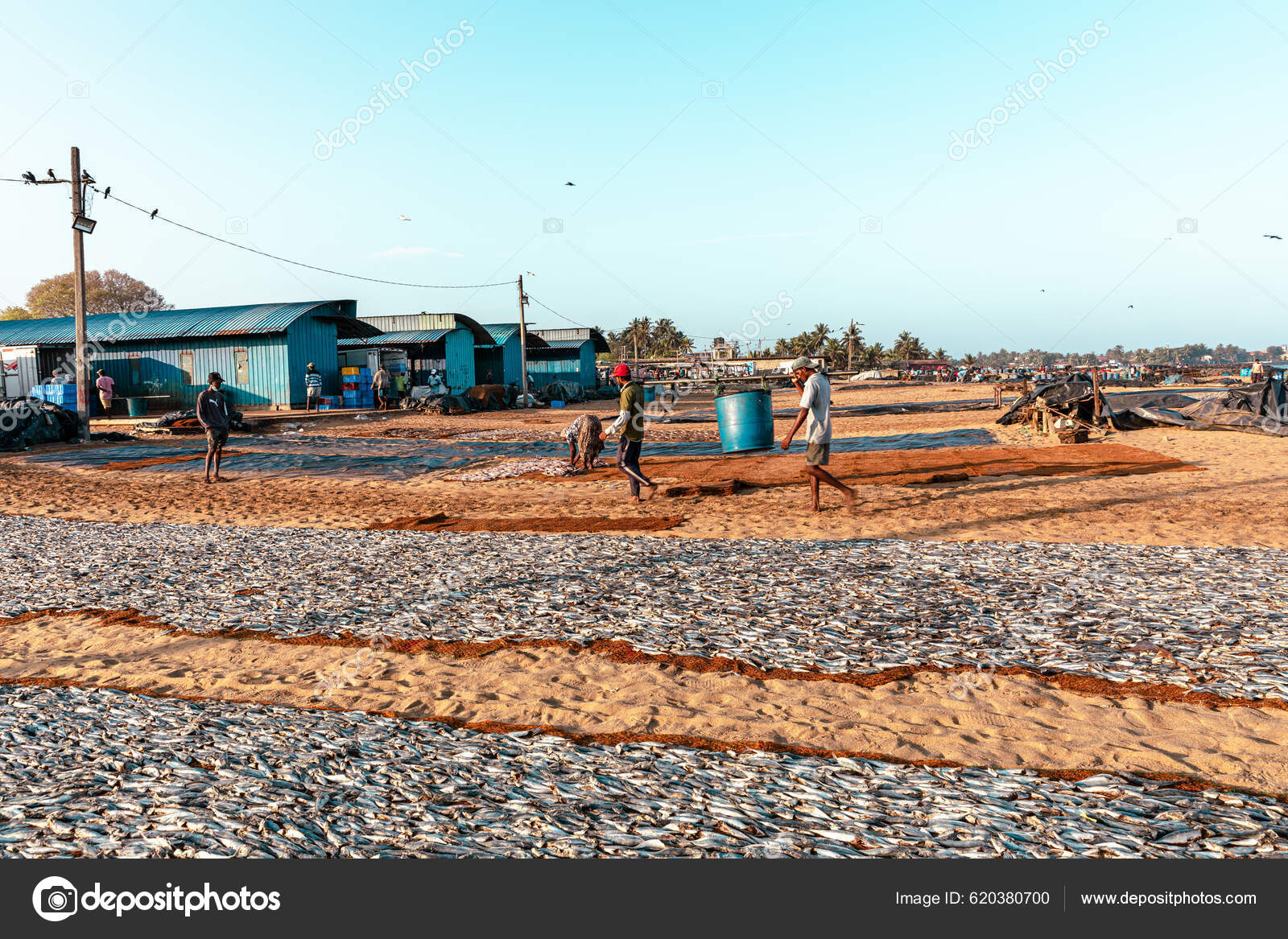 People Working Fish Beach Negombo Sri Lanka — Stock Editorial Photo ...