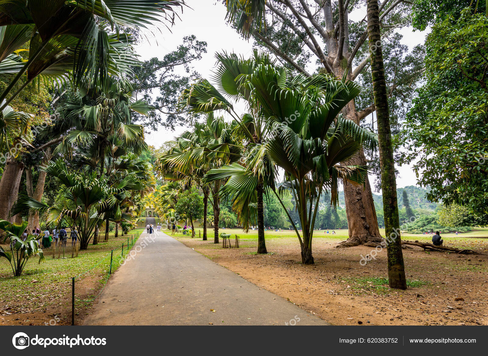 Royal Botanic King Gardens Peradeniya Kandy Sri Lanka – Stock Editorial ...