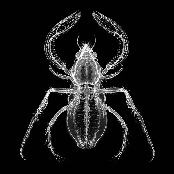 Lifeforms of creation series. Diseño de fondo de una forma de vida ...