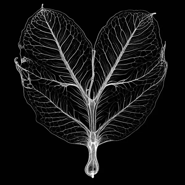 Lifeforms of creation series. Disposición de una representación ...