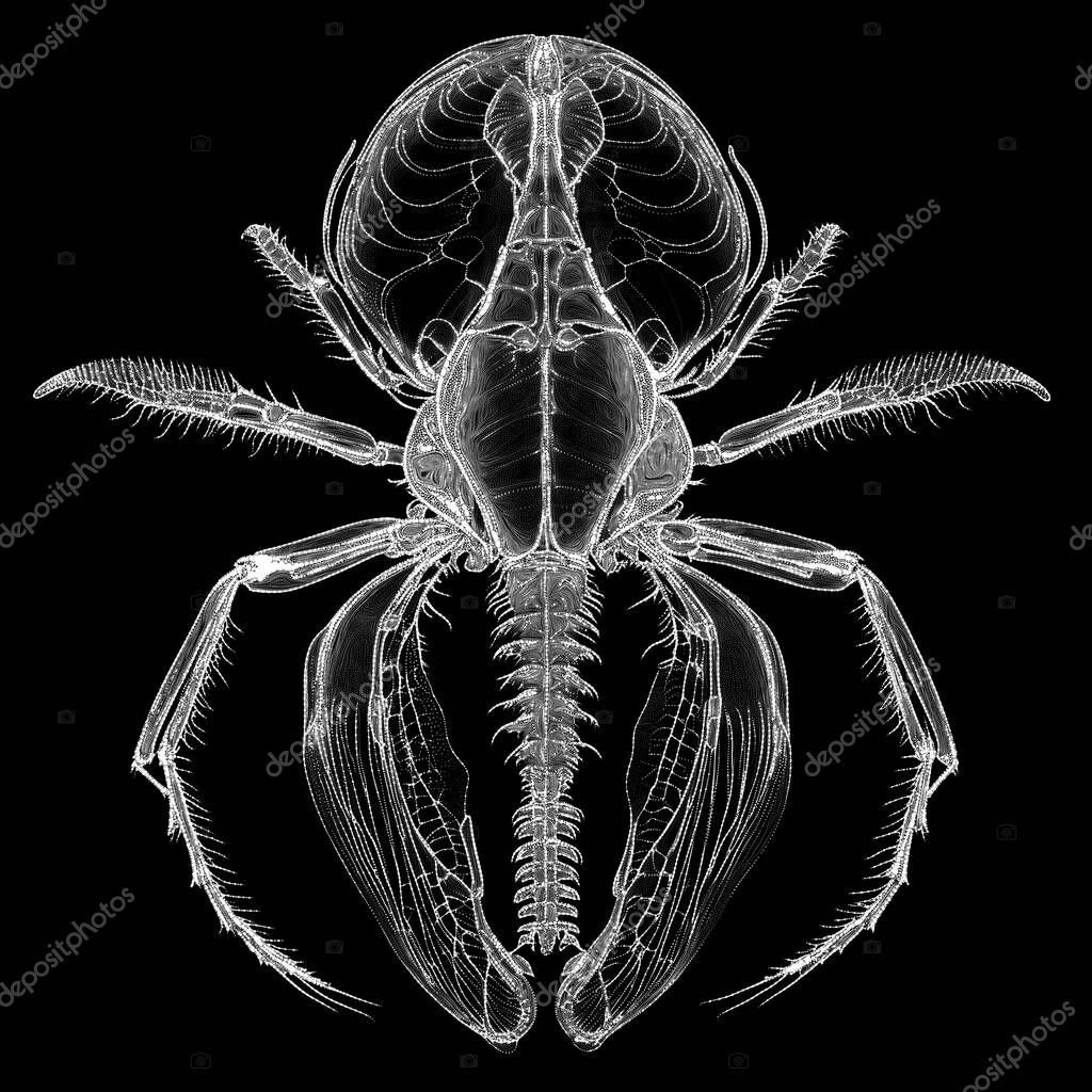 Creación de series de formas de vida. Composición de una obra de arte ...