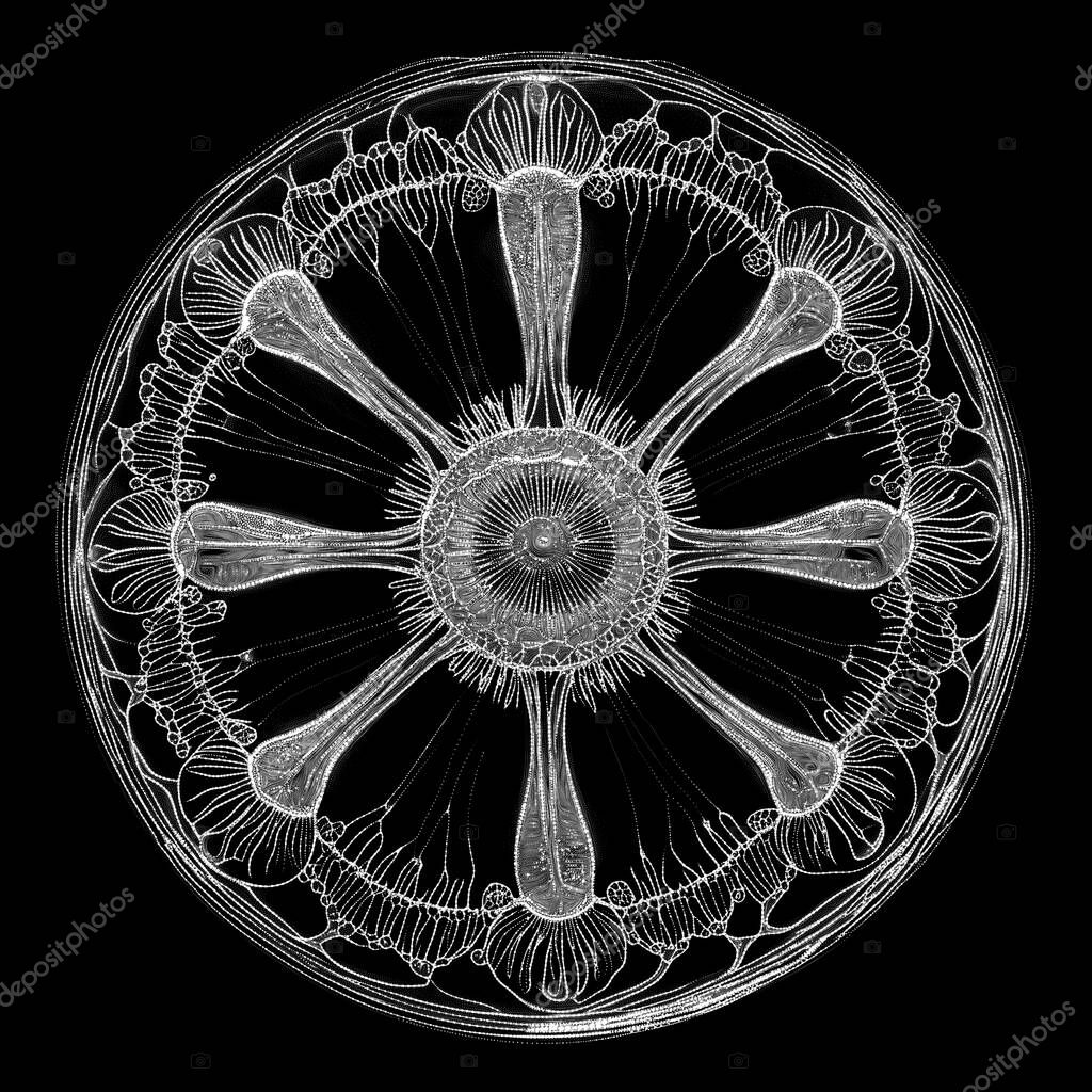 Lifeforms of creation series. Diseño de fondo de una obra de arte ...