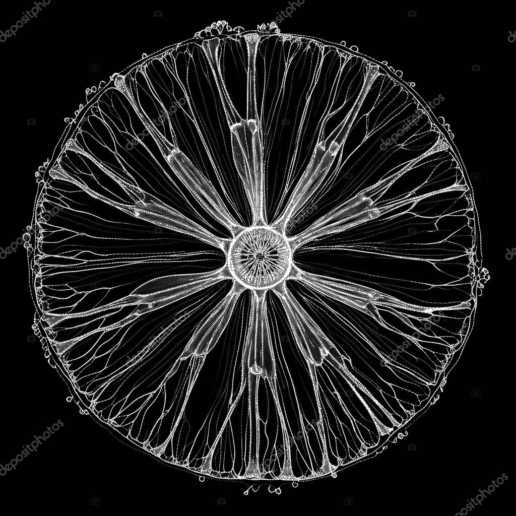 Creación de series de formas de vida. Fondo abstracto hecho de una obra ...