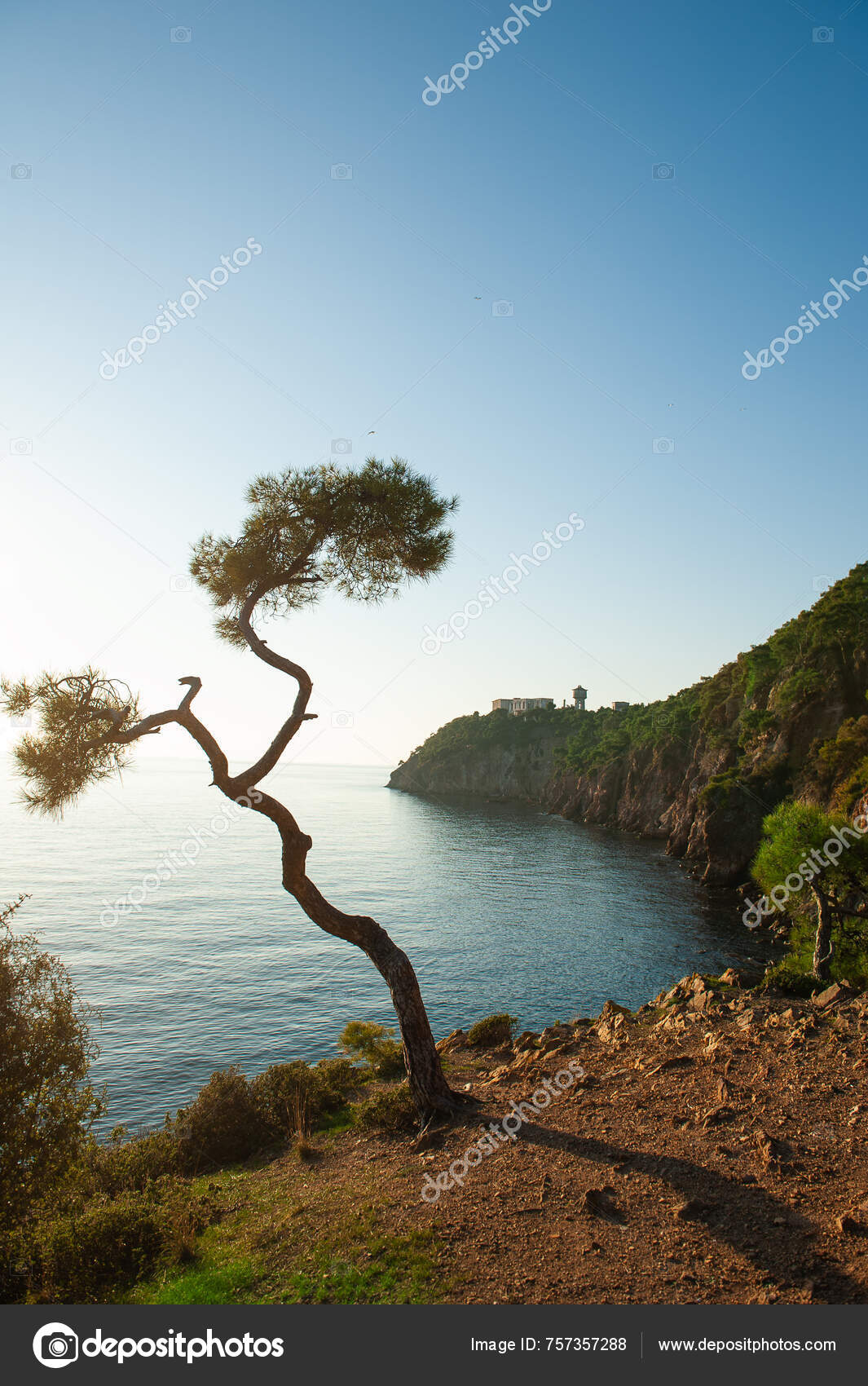 Big Curved Pine Tree Prince Island Buyukada Turkey Istanbul — Stock ...