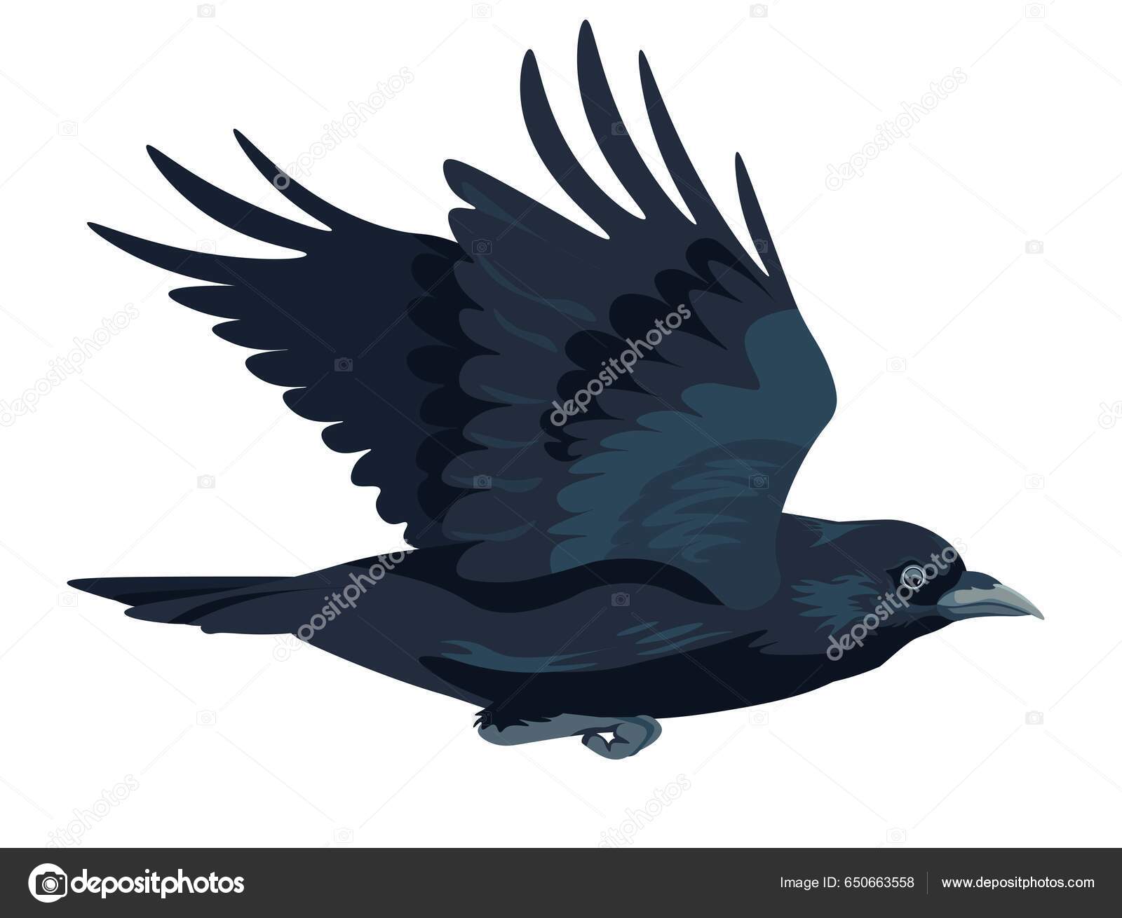 Raaf Vogel Vliegende Tekening Kraai Raaf Met Uitgespreide Vleugels