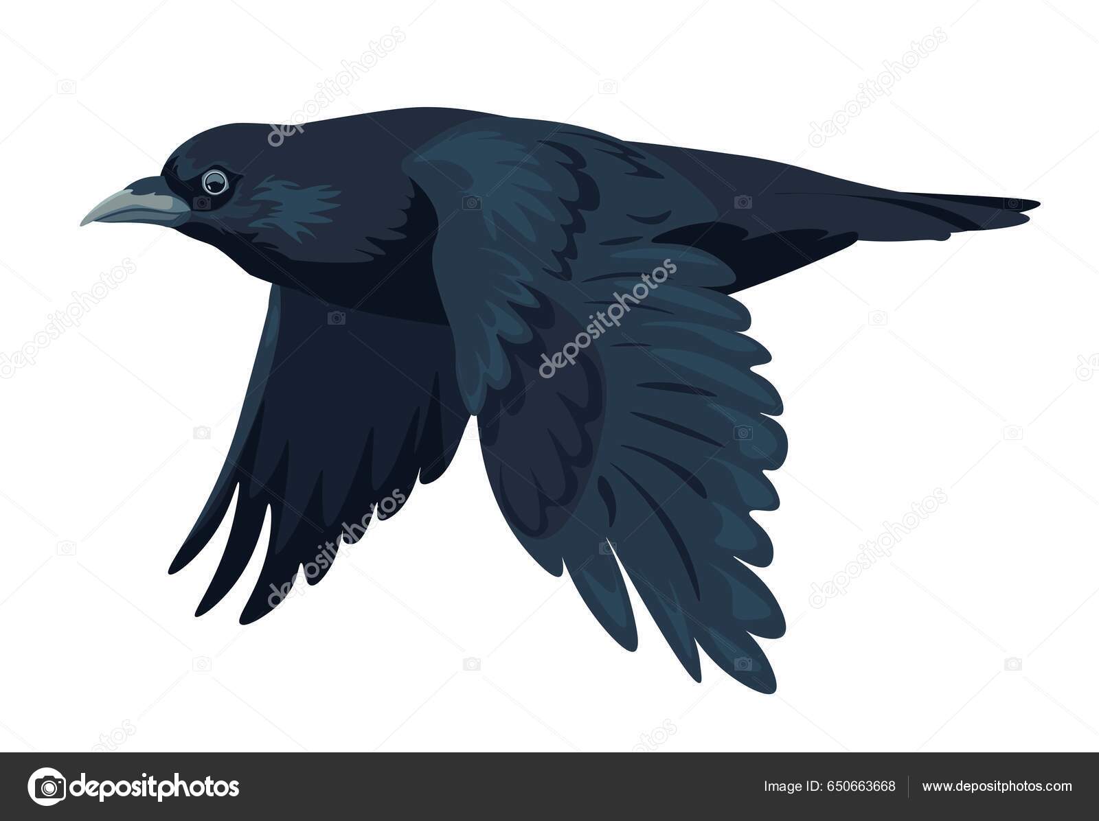 Cuervo Volador Con Alas Extendidas Gran Ave Negra Aislada Con Vector de ...