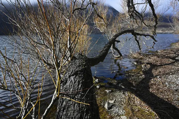 Willow Trees overhanging Lake Pearson at Dawn and early spring growth ...