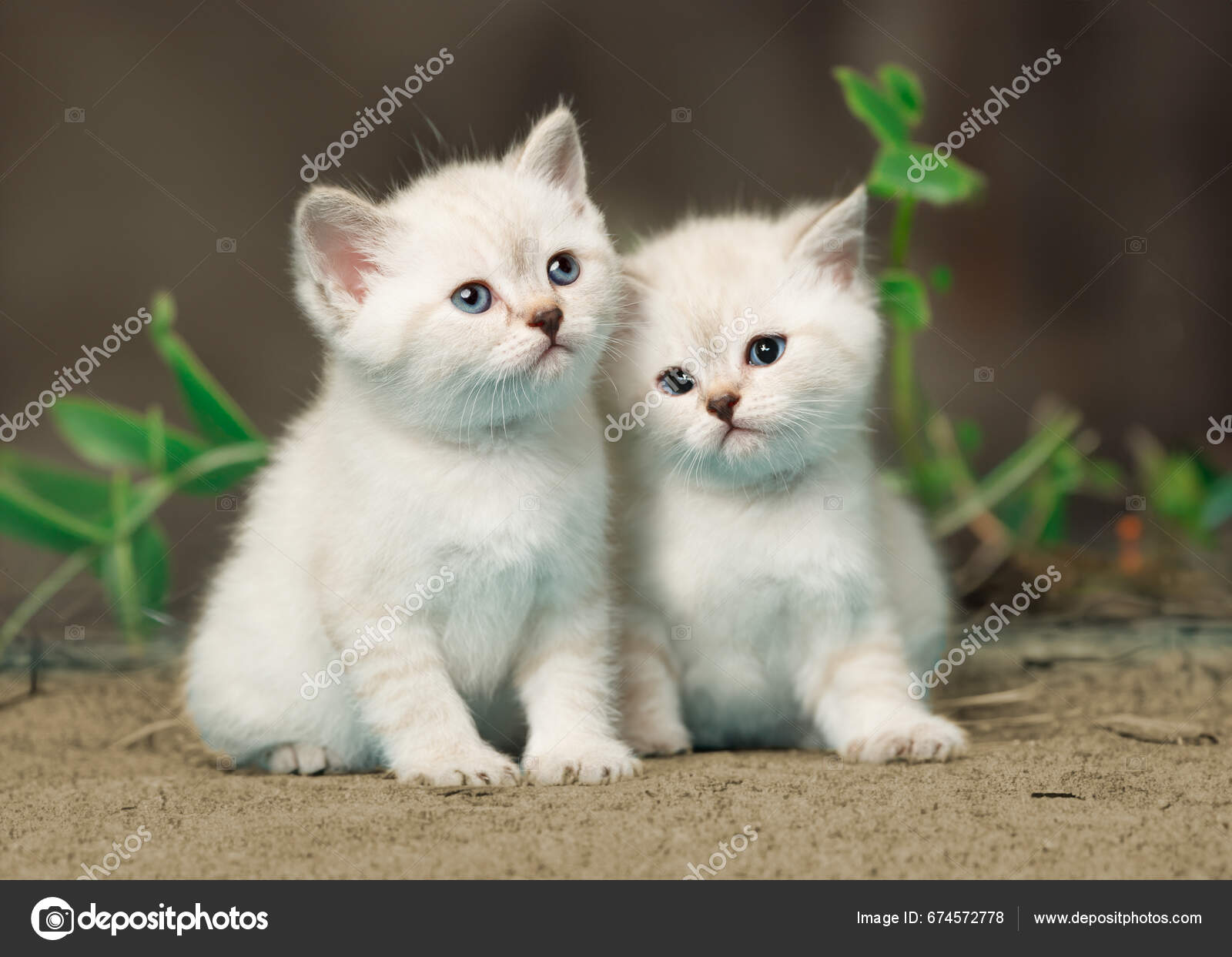 Two Little Cute White Kittens Sitting Next Each Other — Stock Photo ...