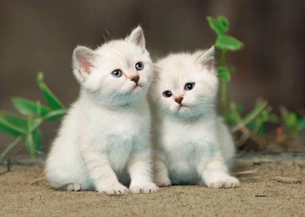 Gatitos blancos fotos de stock, imágenes de Gatitos blancos sin royalties | Depositphotos