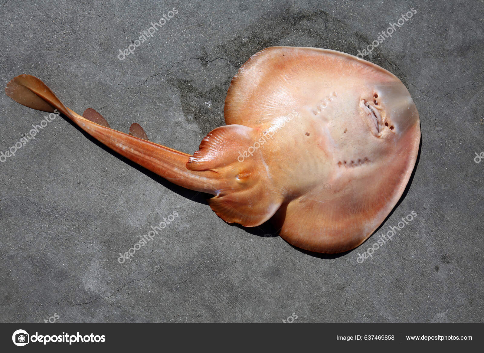 Thornback Ray Thornback Ray Caught Top View Thornback Ray Stock Photo ...