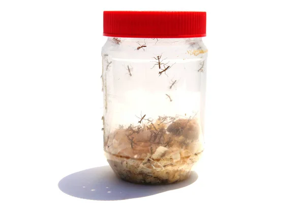 Praying Mantis New Born Praying Mantis Empty Jar Isolated White Stock ...