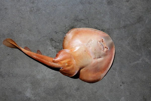 Thornback Ray Thornback Ray Caught Top View Thornback Ray Stock Photo ...