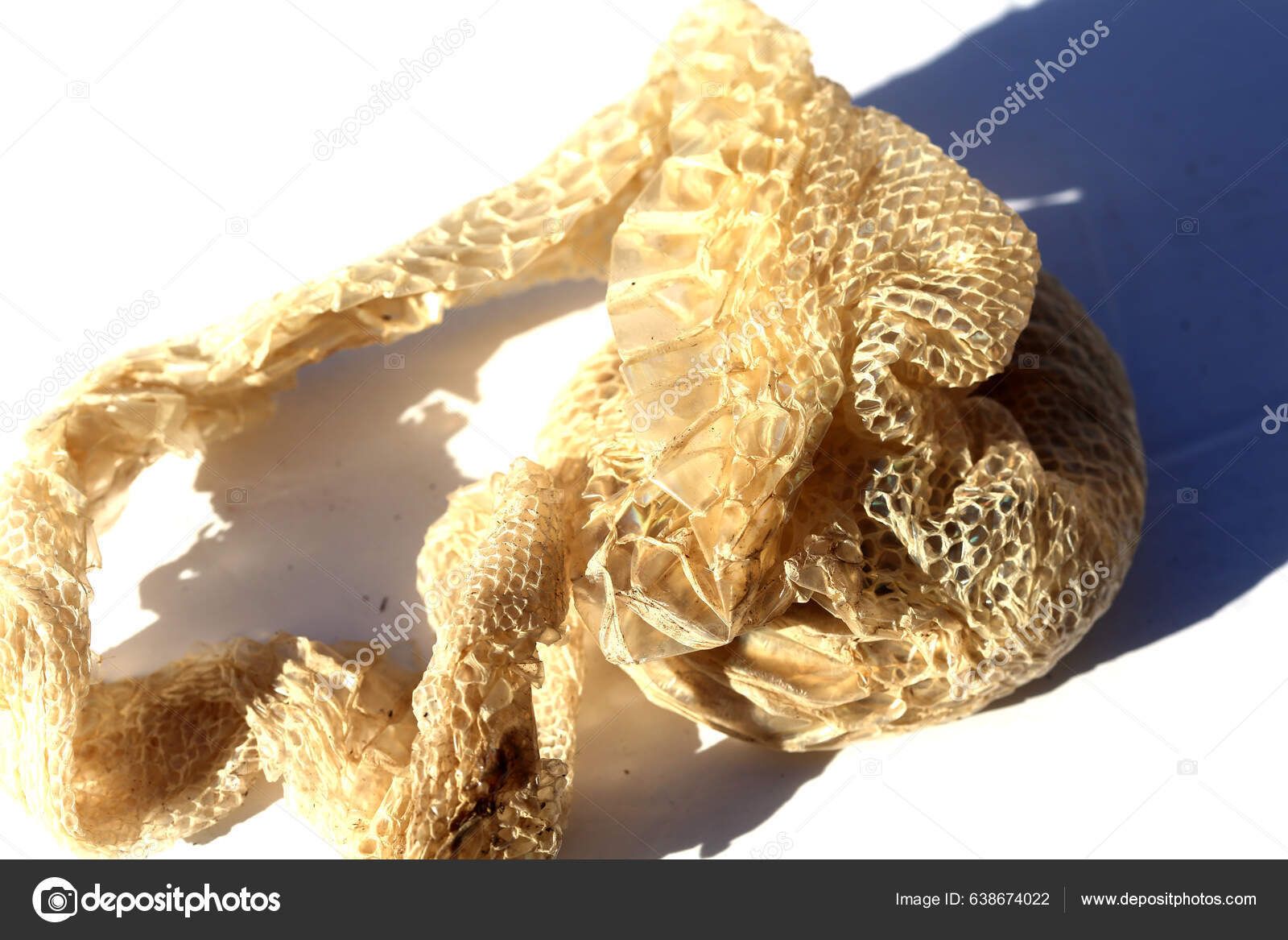 Snake Skin Shedded Snake Skin Snake Molting Isolated White Background ...