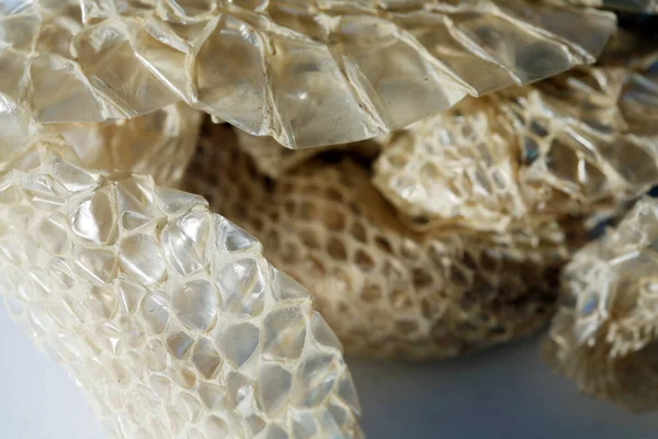 Snake Skin Shedded Snake Skin Snake Molting Isolated White Background ...