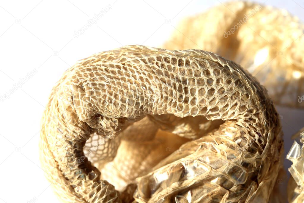 Snake Skin. Shedded Snake Skin. Snake molting isolated on white ...