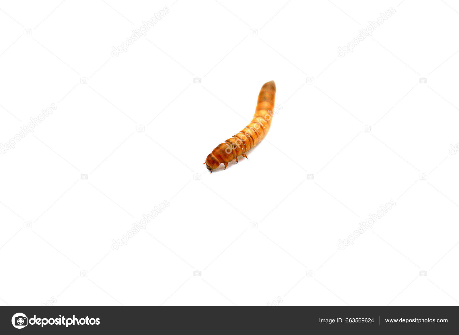 Mealworms Larval Form Mealworm Beetle Tenebrio Molitor Species Darkling ...