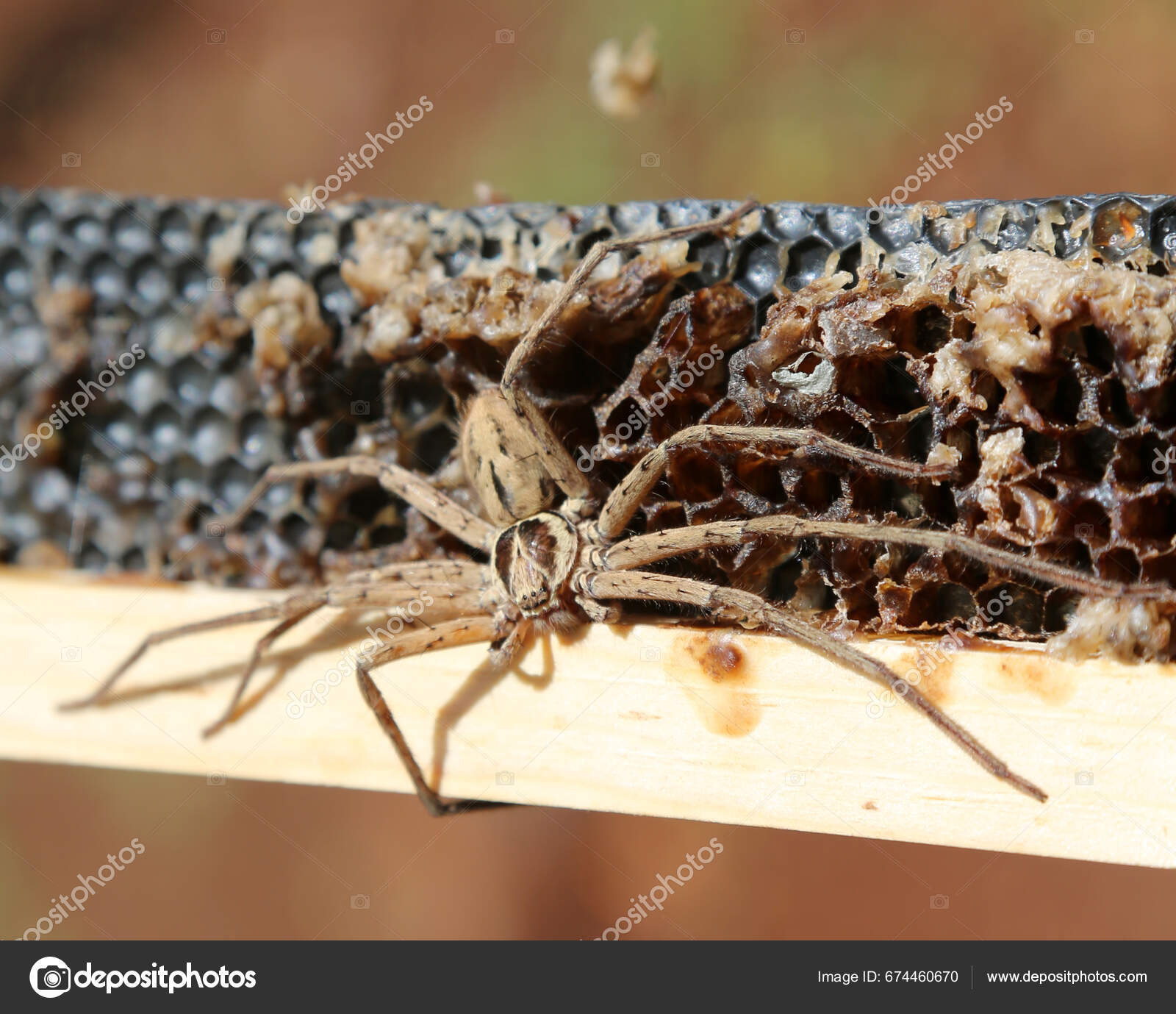 Large Huntsman Spider Cane Spider Members Family Sparassidae — Stock ...